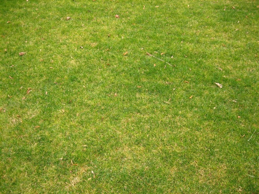 Why Is My Grass Turning Yellow and How To Fix It?