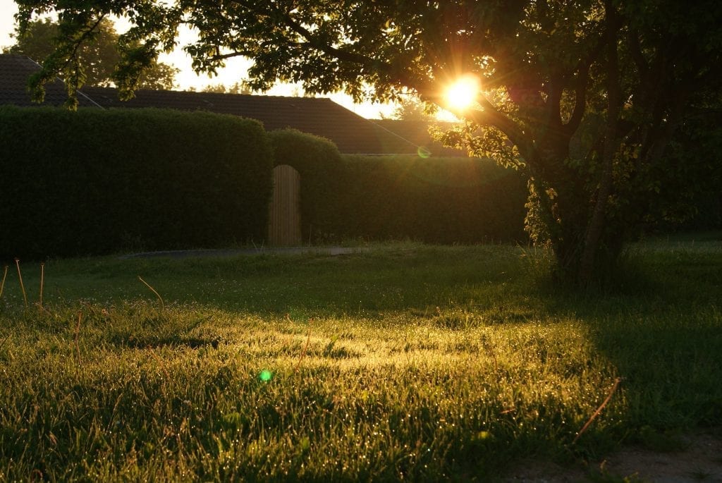Drought Tolerant Grass: Best Types by Region + How to Grow