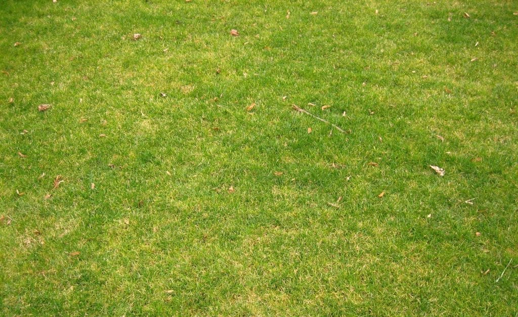 Why Is My Grass Turning Yellow and How To Fix It? - LawnGuru Blog