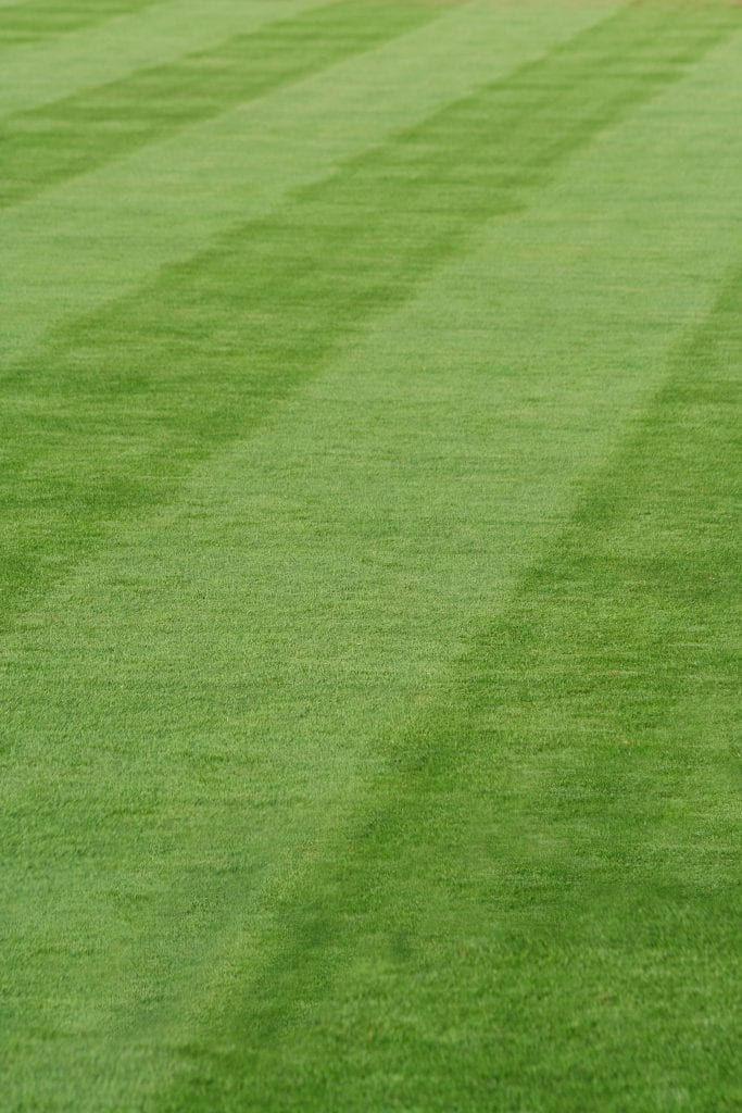 Best Grass Types for a Healthy Lawn in Houston, TX