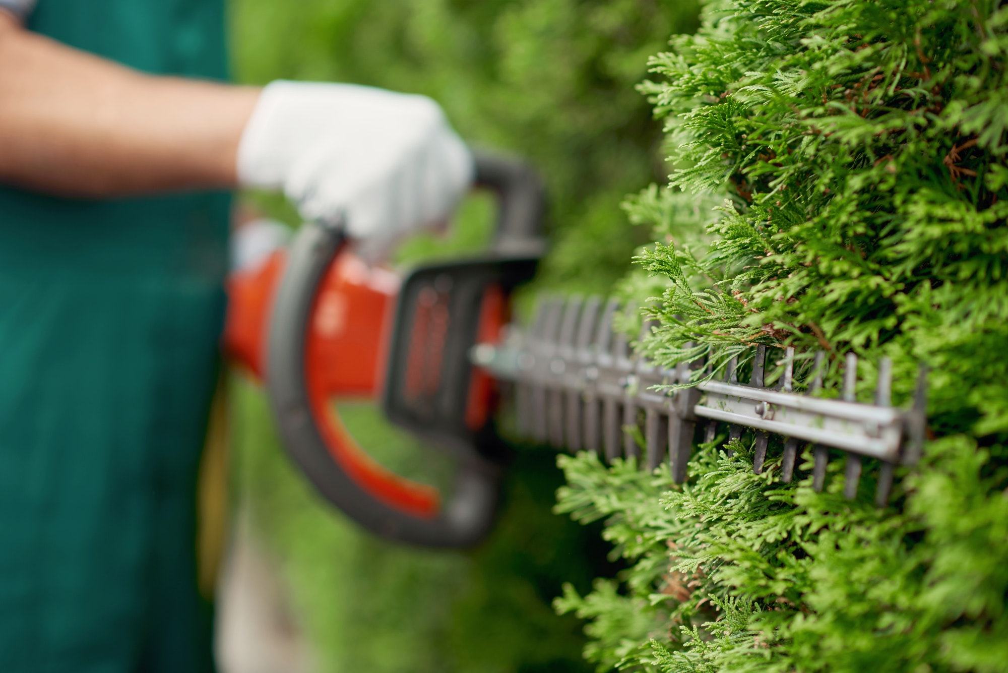 How to Find the Best Hedge Trimming Services Near You