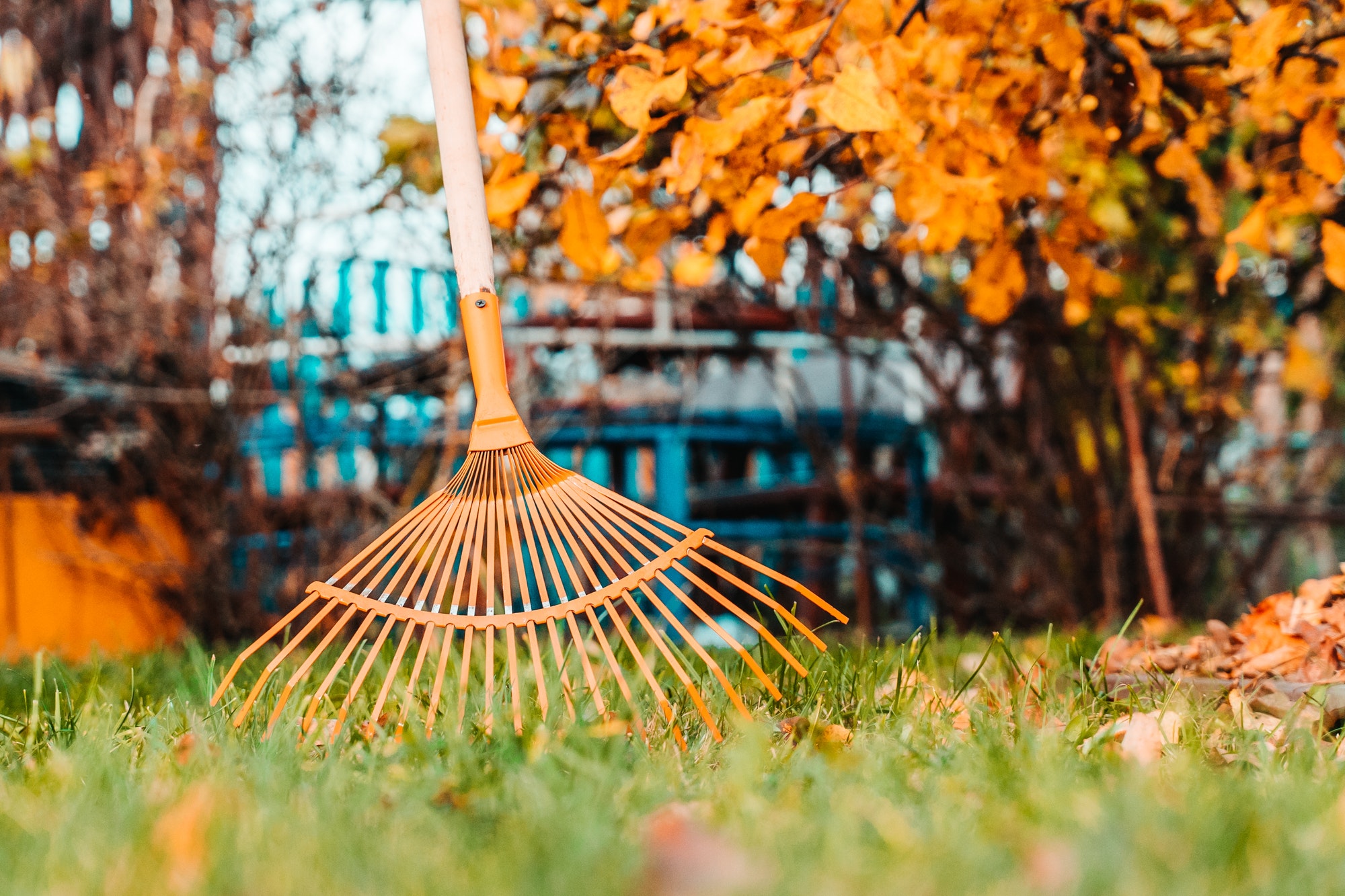 When to Fertilize Lawn in Fall - LawnGuru Blog
