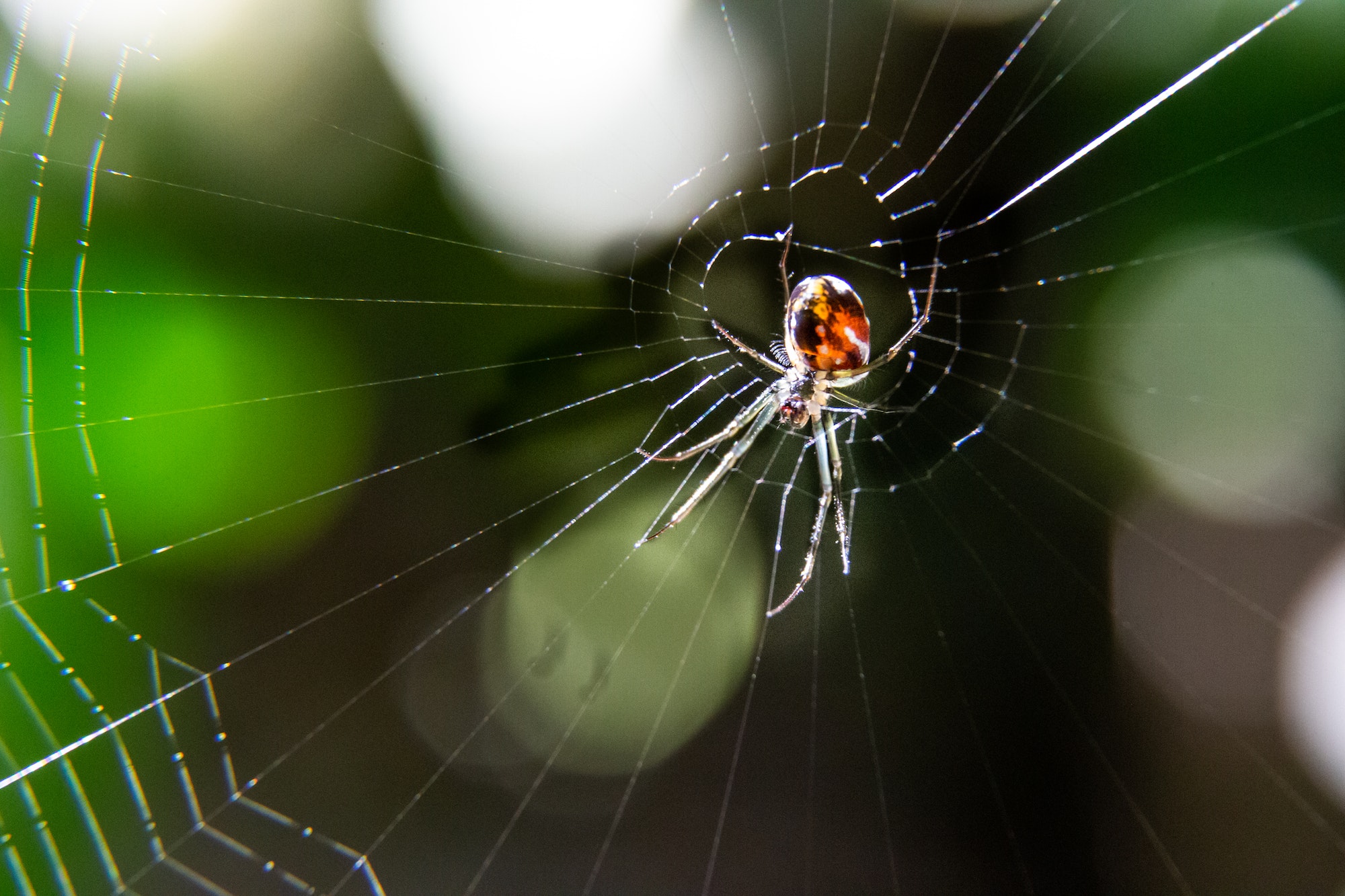 4 Creepy Crawlers Our Pros Found in Houston - LawnGuru Blog