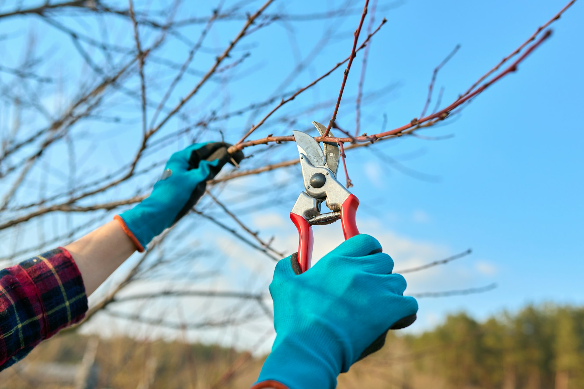 When Is the Worst Time to Prune Trees? - LawnGuru Blog