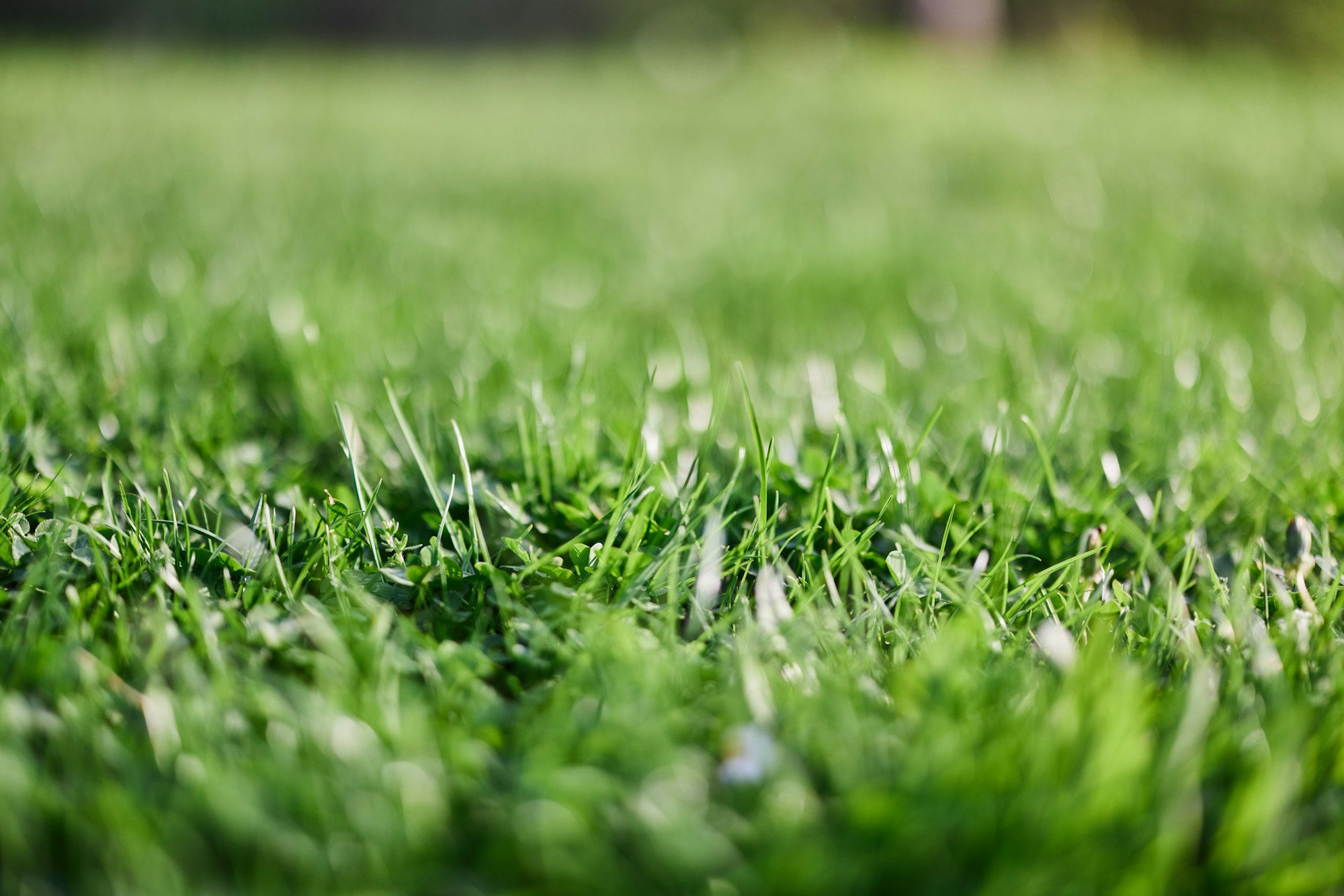 Warm Season and Cool Season Grass Types for Your Lawn