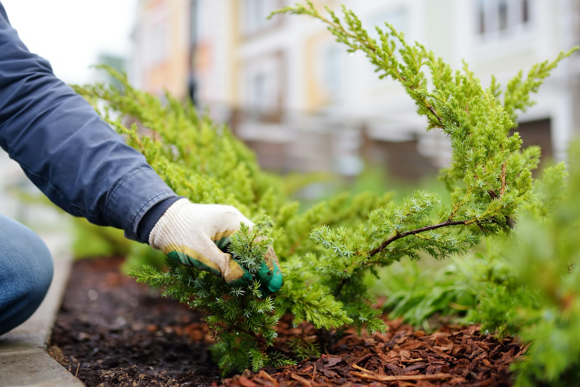 Is Mulch or River Rock Better for Landscaping
