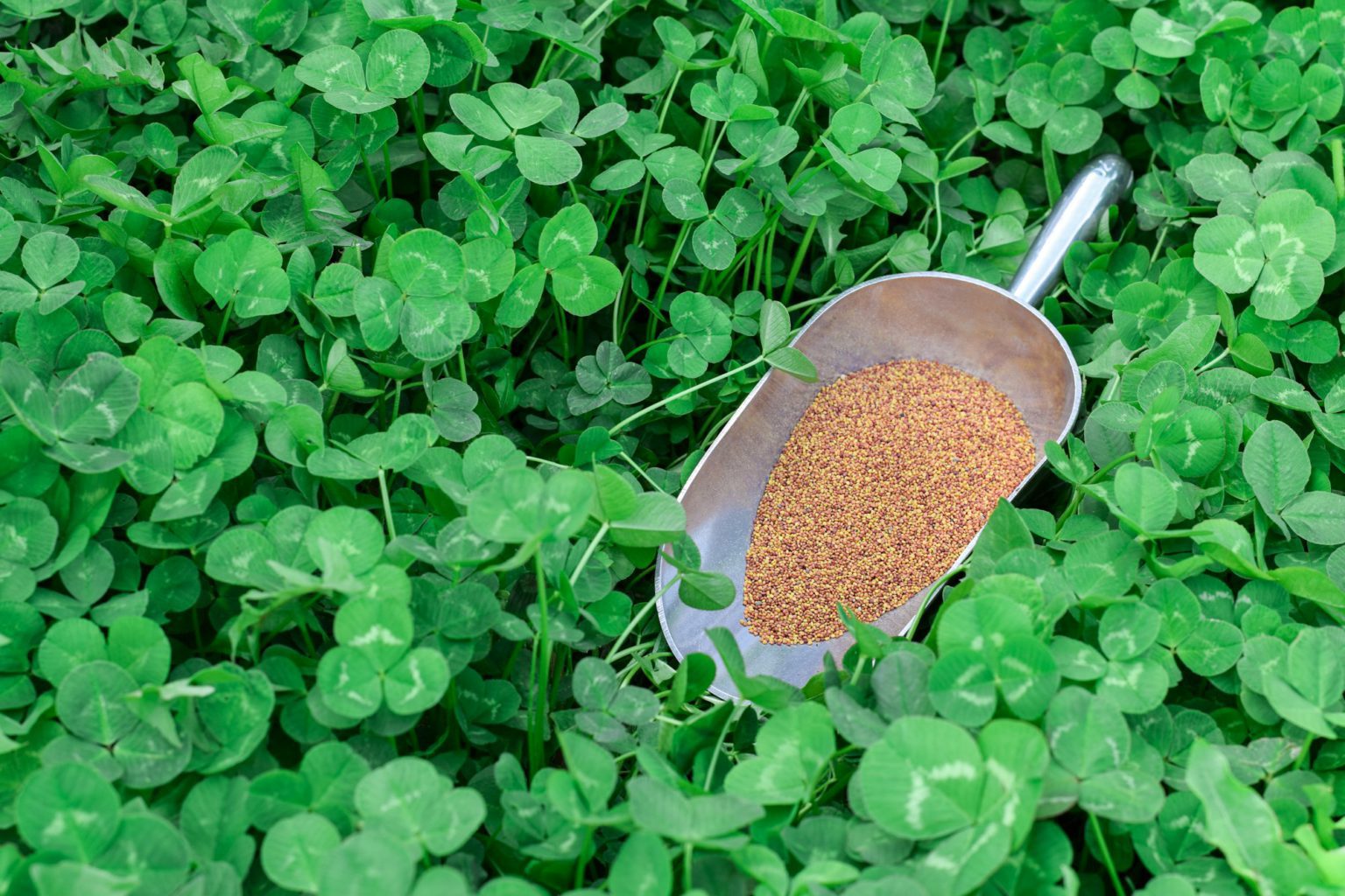 9 Reasons to Choose a Clover Lawn Instead of Grass