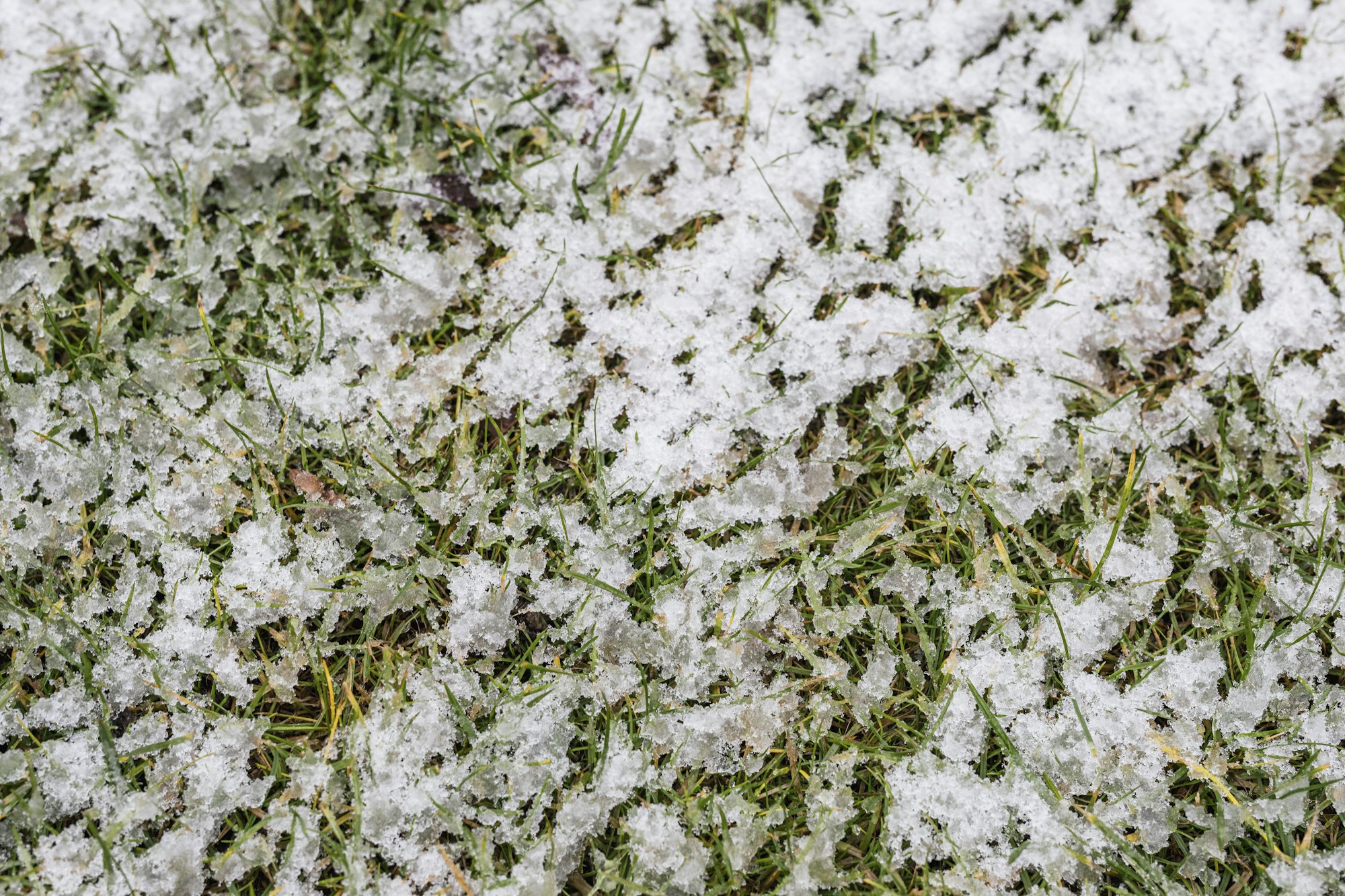 What Is Snow Mold & How to Treat It