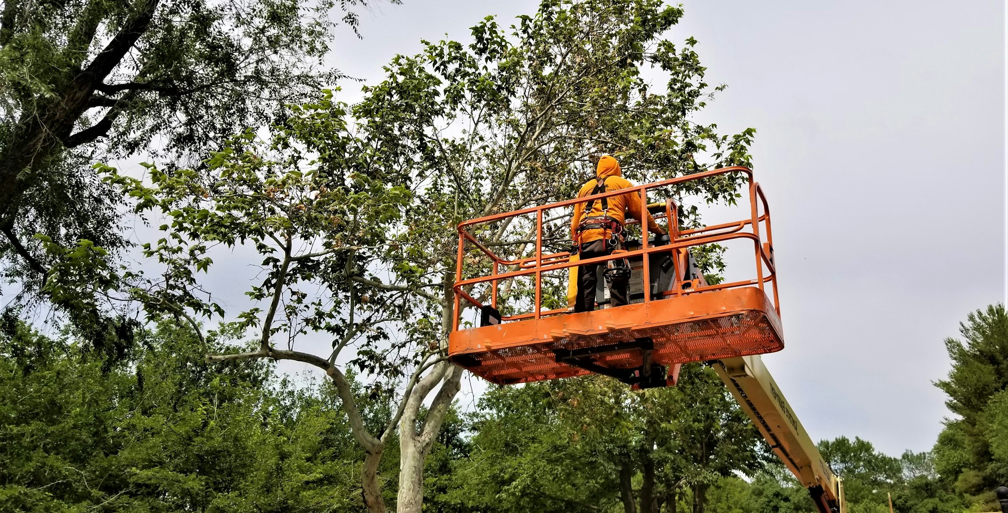 Tree and Shrub Care Steps - LawnGuru Blog