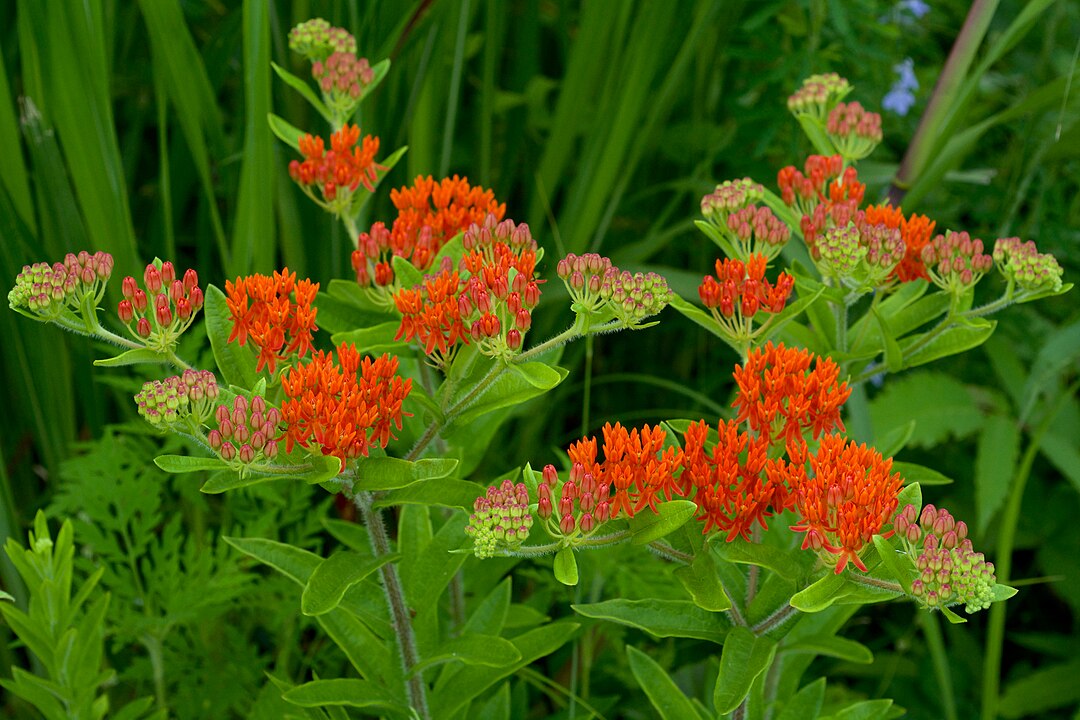 10 Best Native Plants for Kansas City Gardens